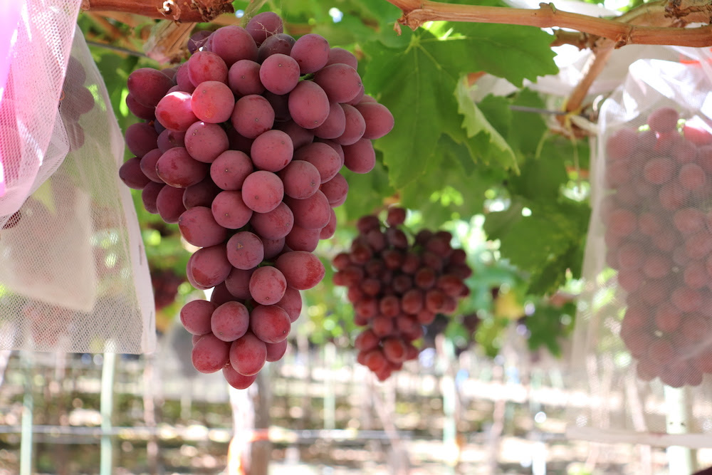 Explore Chilean Wine Regions | Curico Valley at Make Wine With Us