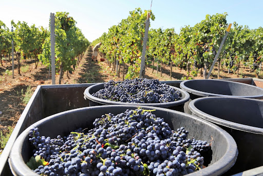 Discover Our Global Grape Selection | Make Wine With Us